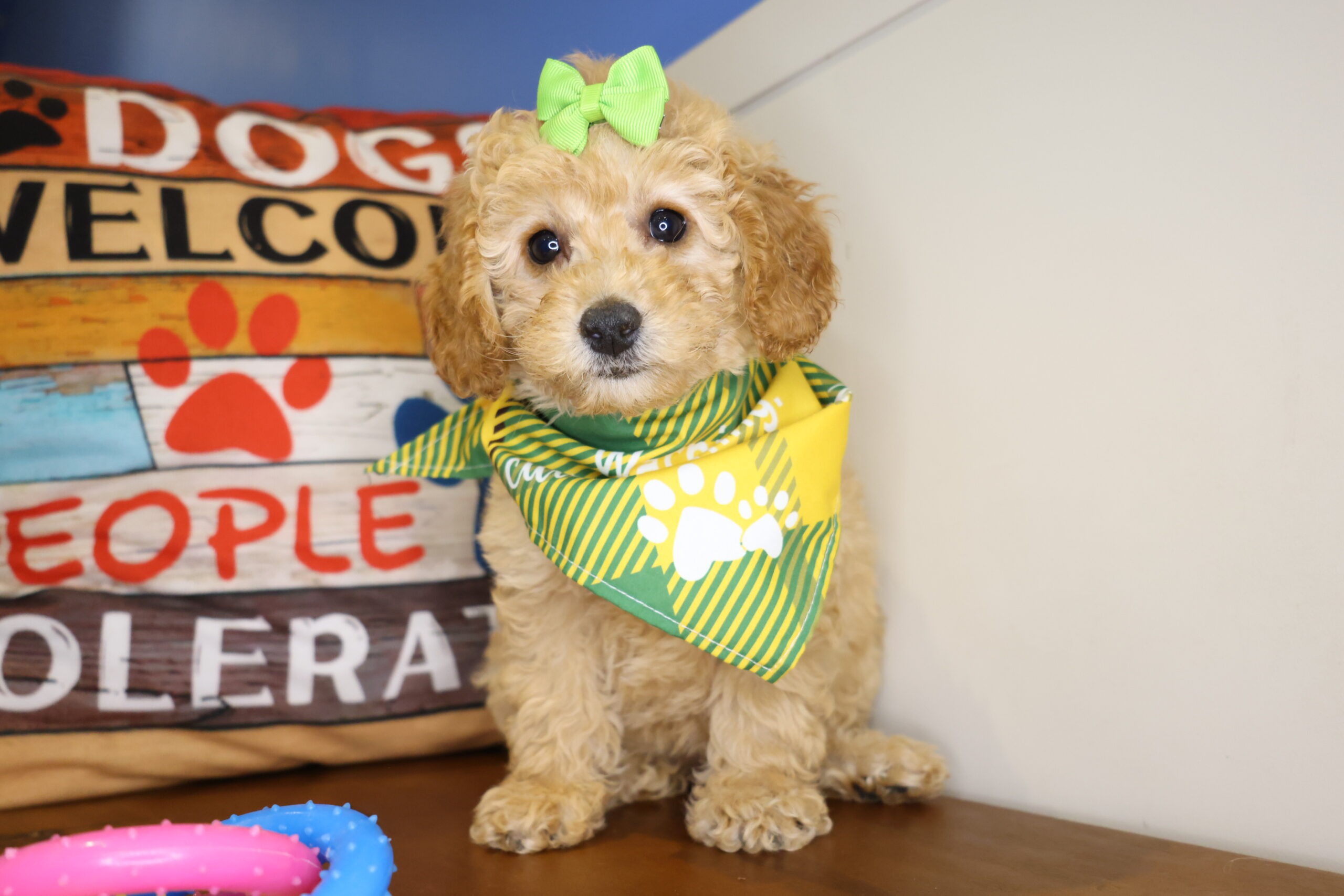 Miniature Goldendoodle Puppies for Sale in Dallas, TX - Pettito