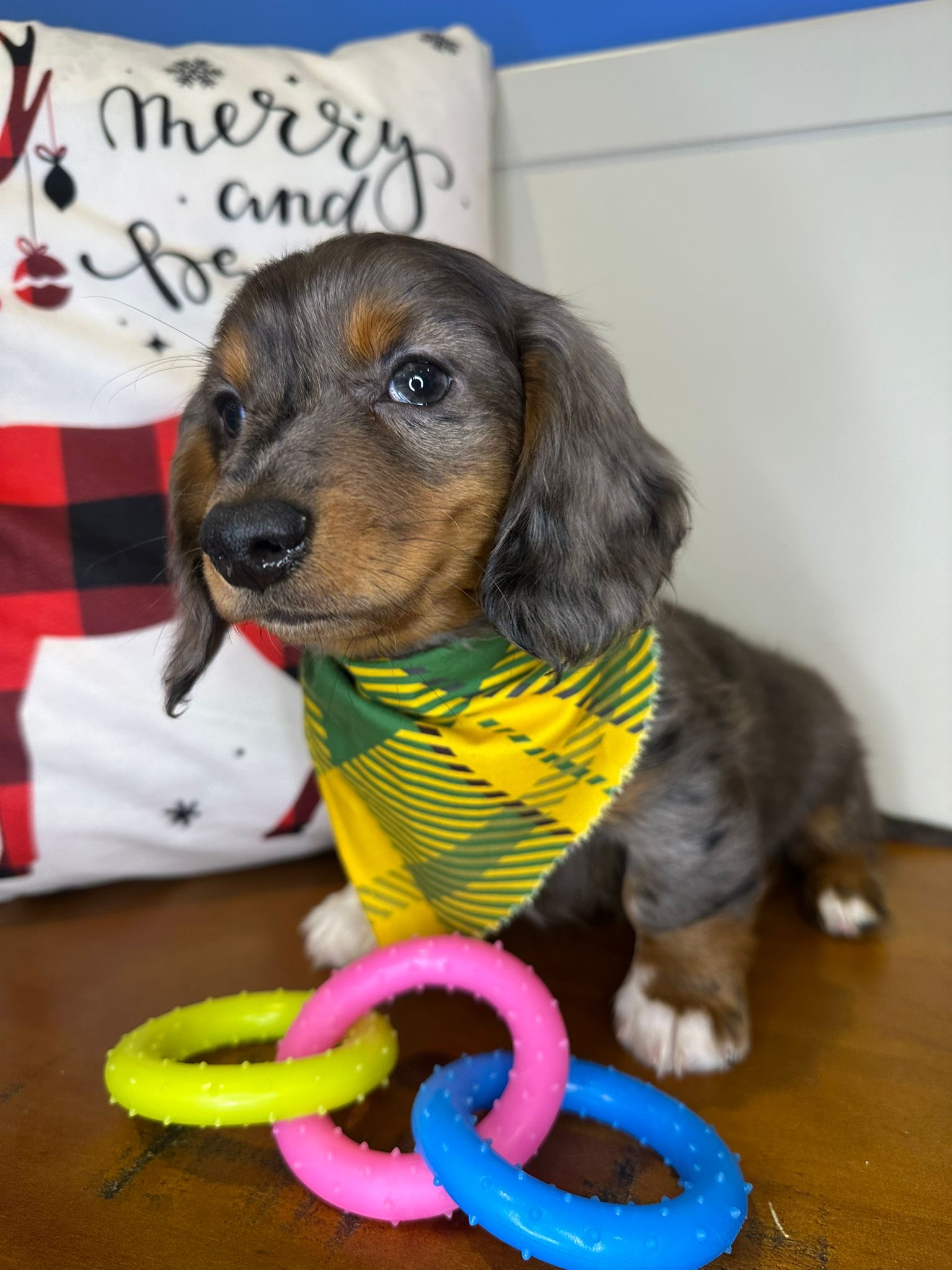 Available Puppies for Sale in Dallas, TX - Pettito