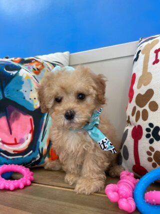 Available Puppies for Sale in Dallas, TX - Pettito