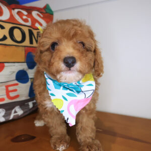 Available Puppies for Sale in Dallas, TX - Pettito