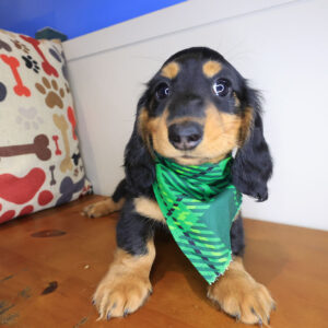 Available Puppies for Sale in Dallas, TX - Pettito