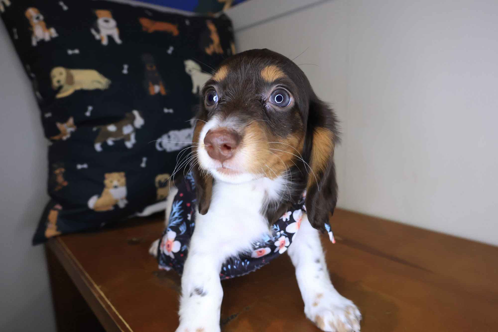 Available Puppies for Sale in Dallas, TX - Pettito