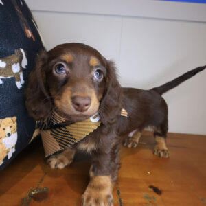 Available Puppies for Sale in Dallas, TX - Pettito